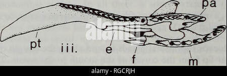 Snake anatomy: ventral view of snake with scales; ventral view of ...