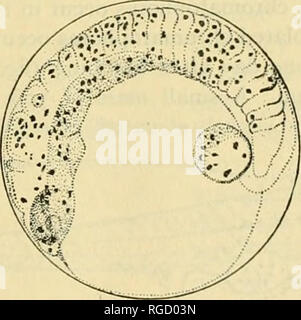 Larval stage of a fish. The eggs and larvae of fish are known as ...