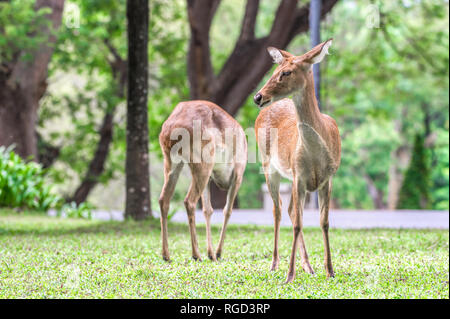 Antelope walking on green grass Stock Photo - Alamy