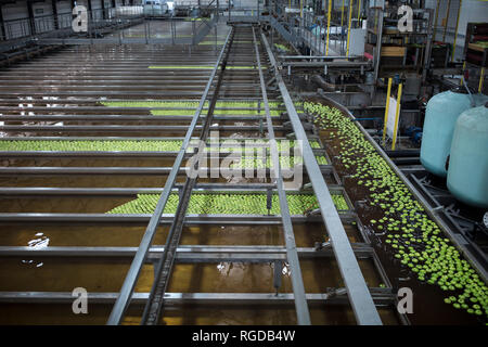 Green apples in factory being washed Stock Photo - Alamy