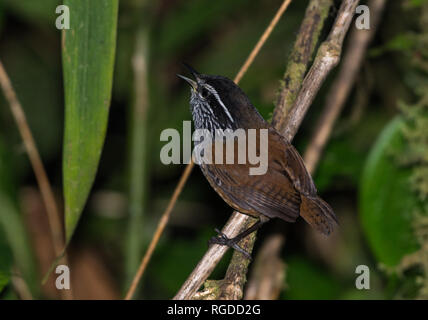 A Gray-breasted Wood-Wren (Henicorhina leucophrys) singing in the ...