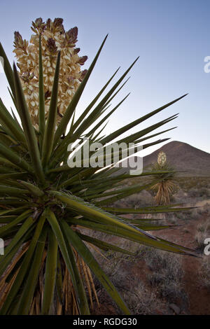 Mount Riley, Dona Ana County, New Mexico, USA Stock Photo - Alamy