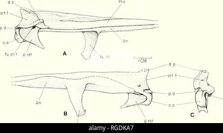 . Elements of comparative anatomy Stock Photo - Alamy