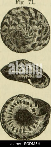 The two sides of a single, flat shell, with copy space, negative space ...