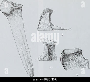 . Fig. 6. Reconstruction of anterior part of body viewed from above to ...