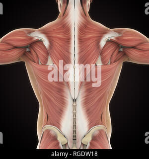 Trapezius Muscle - Anatomy Muscles isolated on white - 3D illustration ...
