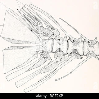 This illustration from *Elements of Comparative Anatomy of Vertebrates ...