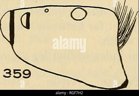 Spider external anatomy (it Stock Photo - Alamy