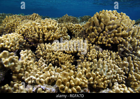 Finger-Lederkoralle Lobophyton compactum Fam. Alcyoniidae ...