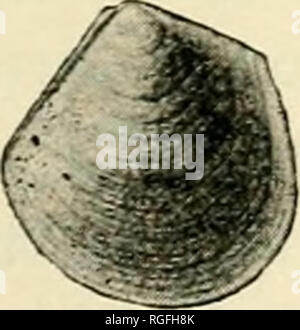 Shells from the genus Cardium Stock Photo - Alamy