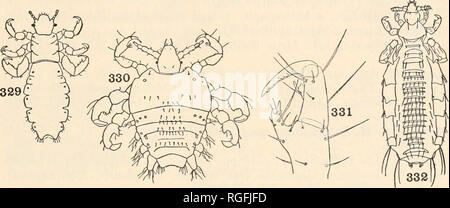 The body louse Pediculus humanus on the hair Stock Photo - Alamy