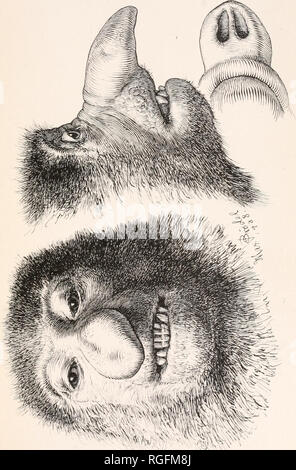 . The Cambridge natural history. Zoology. PROBOSCIS ALIMENTARY SYSTEM ...
