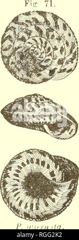 The two sides of a single, flat shell, with copy space, negative space ...