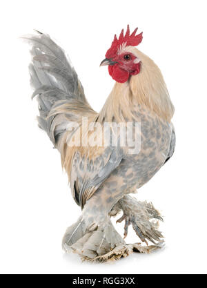 Dutch Booted Bantam in front of white background Stock Photo - Alamy