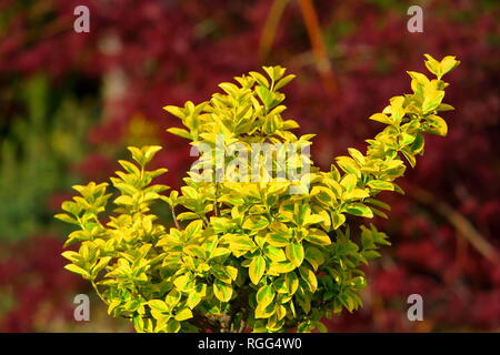 Yellow and Green Leaves Of The Shrub Evergreen Euonymus - Euonymus ...