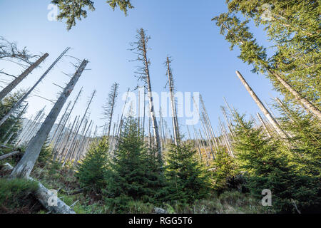 Forest destruction by acid rain. View of woodland devastated by the ...