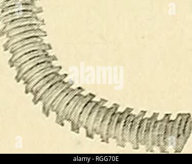 Stephanocrinus gemmiformis Hall, 1852 Stock Photo - Alamy