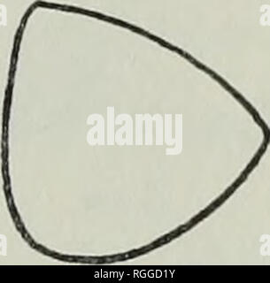 Pliosaurus ferox tooth Stock Photo - Alamy