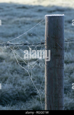 Fence post with frosty cobweb Stock Photo - Alamy