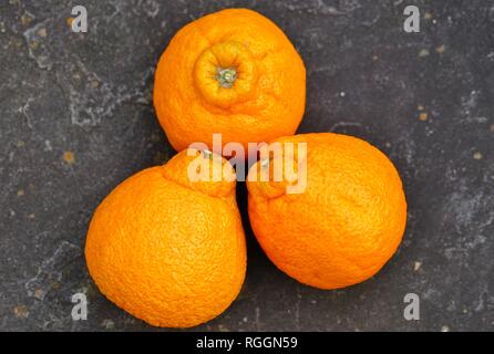 Sumo citrus giant mandarin orange fruit Stock Photo - Alamy