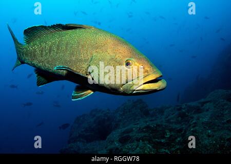 Pacific Goliath Grouper, Epinephelus quinquefasciatus, Mexico Stock ...