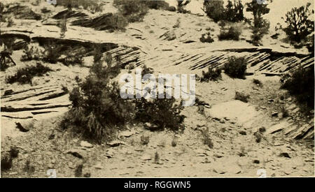 Cross-bedded Sandstone, Kanab, Utah.. William H. Bell (American, 1830 ...