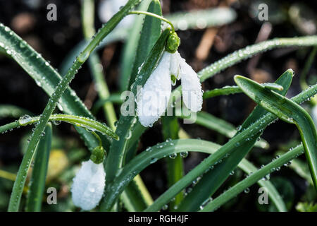A snowdrop 'Magnet' (Galanthus 'Magnet') in the frost Stock Photo - Alamy