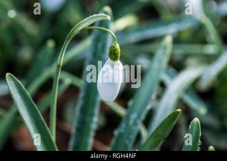 A snowdrop 'Magnet' (Galanthus 'Magnet') in the frost Stock Photo - Alamy