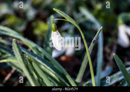 A snowdrop 'Magnet' (Galanthus 'Magnet') in the frost Stock Photo - Alamy