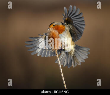 A Robin landing on a Teasel Stock Photo - Alamy