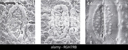 Leaf stomata, SEM Stock Photo - Alamy