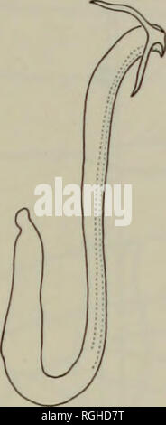 . Bulletin of entomological research. Entomology. 120 DAVID MILLER ...