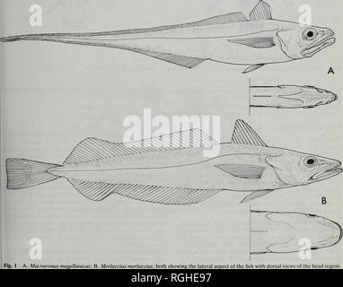 Frontal X-ray of the pelvic spine Stock Photo - Alamy