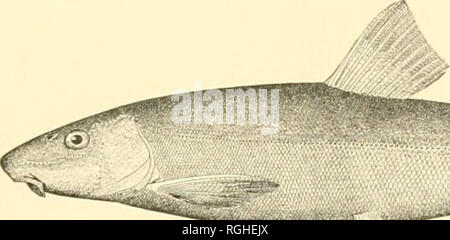 Acipenser medirostris Stock Photo: 139488095 - Alamy