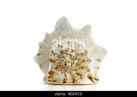 sea shell side view isolated on white Stock Photo - Alamy