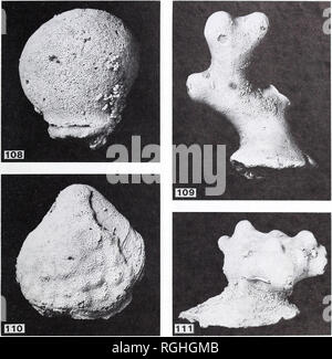 Bryozoa; brachiopod with Stock Photo - Alamy