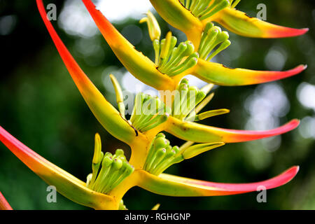 An orange and yellow Heliconia flower heliconias Stock Photo: 37416877 ...