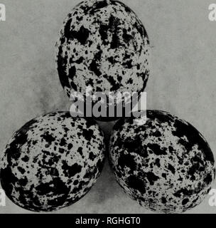 . Bulletin of the British Ornithologists' Club. . Top: The pre ...