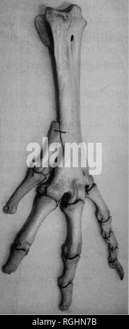 Foot of Dodo in British Museum Stock Photo - Alamy
