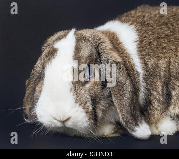 A cute shot of a light brown bunny rabbit sitting on the grass with its ...
