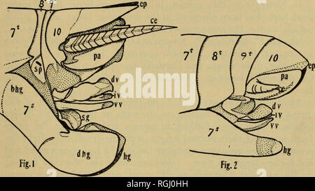 . Insects . Explanation of Plate IV. Fig. 1. Cryophilus alaskanus ...