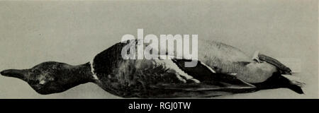 . Bulletin of the British Ornithologists' Club. . Top: The pre ...