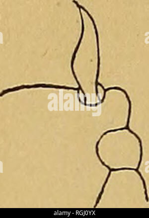 . Bulletin of the Brooklyn Entomological Society. Insects. Lygus A ...