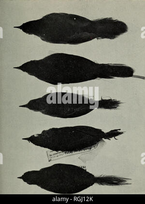 . Bulletin of the British Ornithologists' Club. . Top: The pre ...