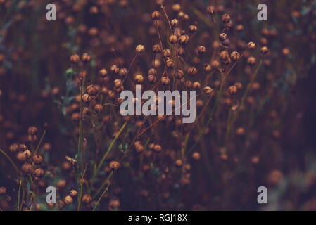 Ripe flax (Linum usitatissimum) or linseed plants in field, selective ...