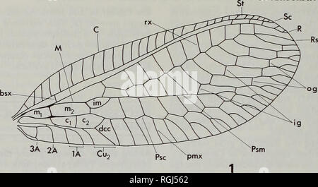 . Bulletin. Natural history; Natural history. SUBCOSTAL CELL FIRST ...