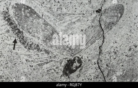 . Bulletin. Natural history; Natural history. SUBCOSTAL CELL FIRST ...