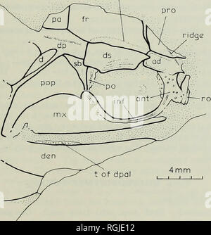 . Bulletin. Natural history; Natural history. NOSTRIL INFRALABIAL ...