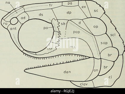 . Bulletin. Natural history; Natural history. NOSTRIL INFRALABIAL ...