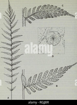 Trigonospora glandulosa Sledge Trigonospora glandulosa Sledge Stock ...